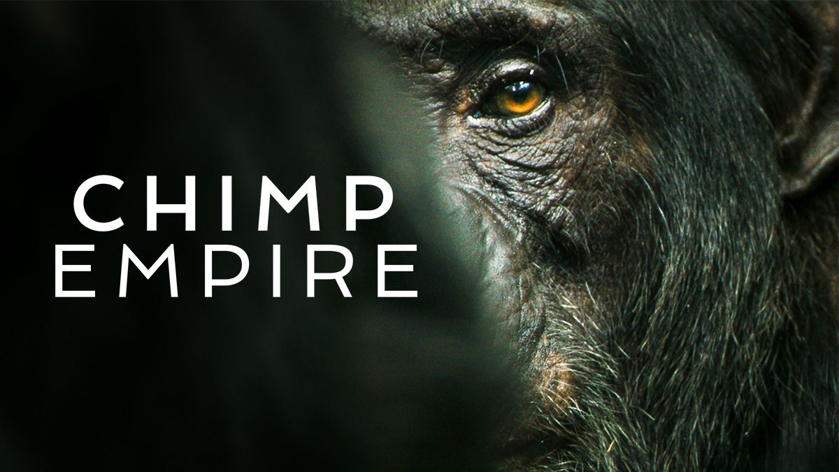 Netflix FYC | Series